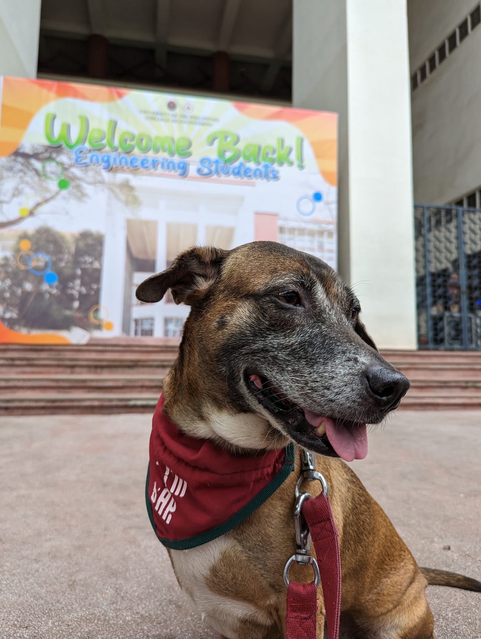 COE welcomes students back to campus - University of the Philippines ...